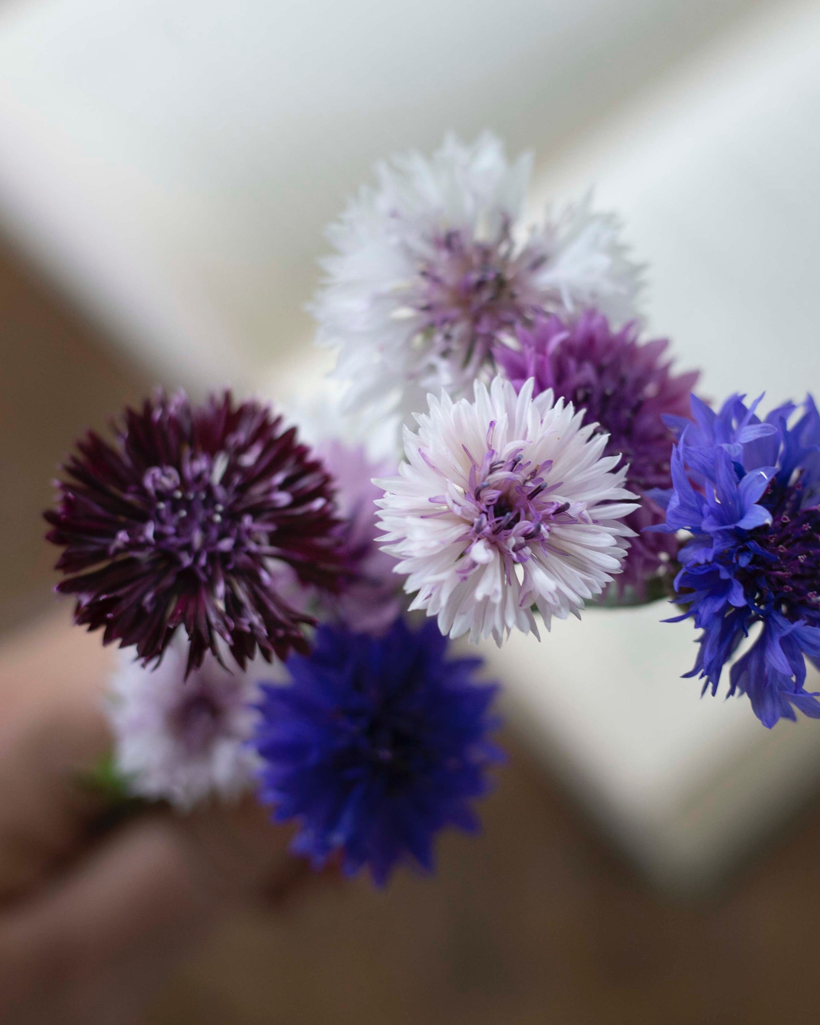 Ruiskaunokki Classic magic – kukkatarhurit