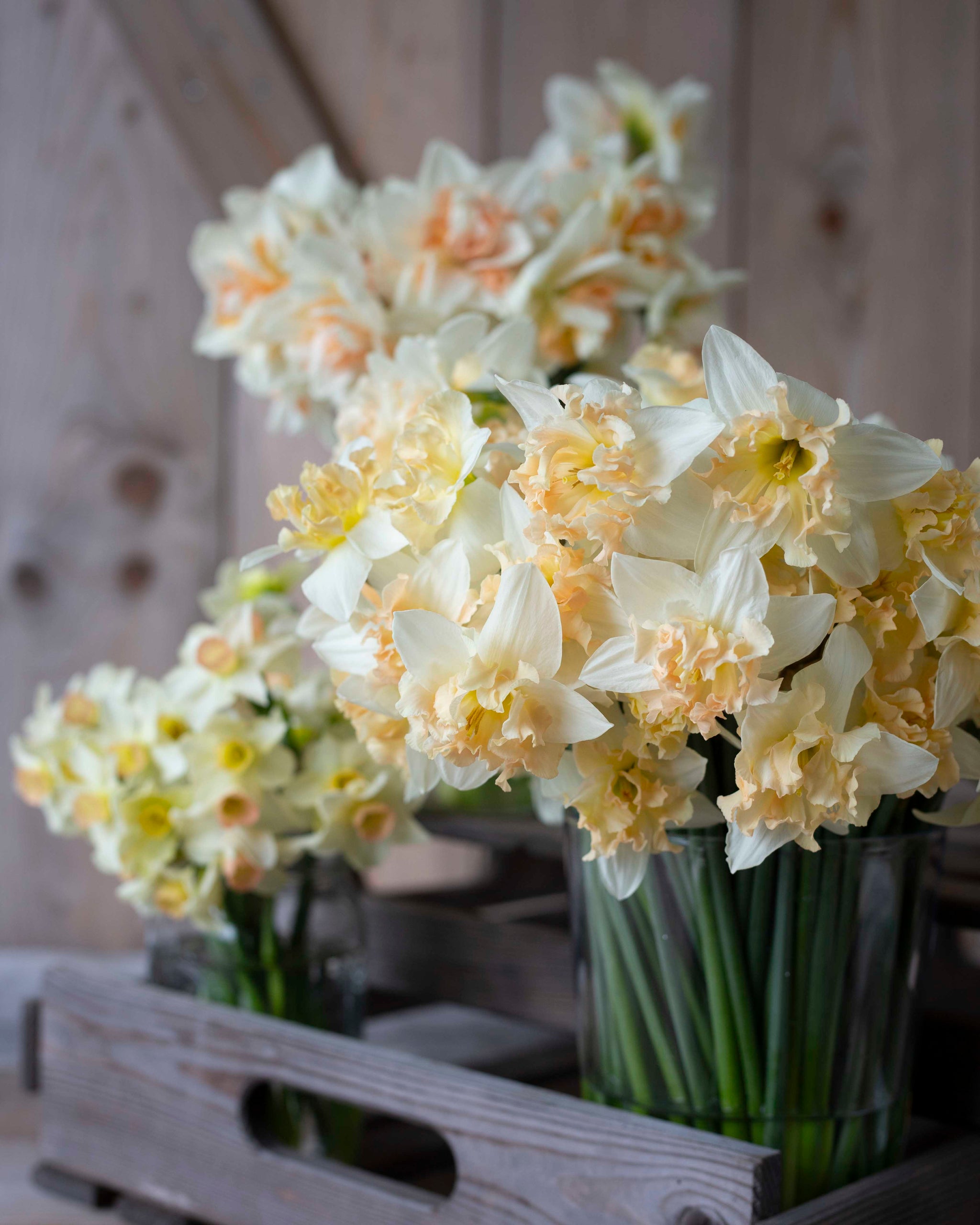 Narsissi Palmares – kukkatarhurit