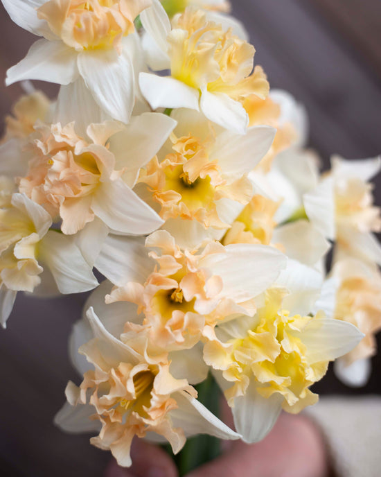 Narsissi Palmares – Herkkä kaulusnarsissi puutarhaan – kukkatarhurit