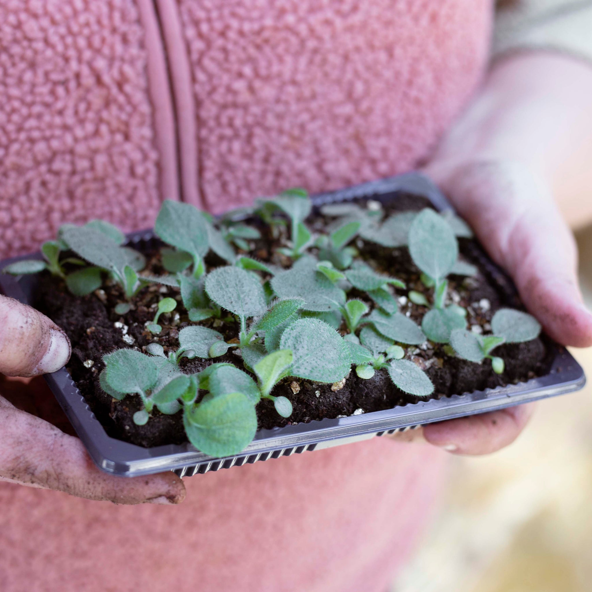 Soil Blocker Micro 20 – Pienet multakuutiot siementen kylvöön ...