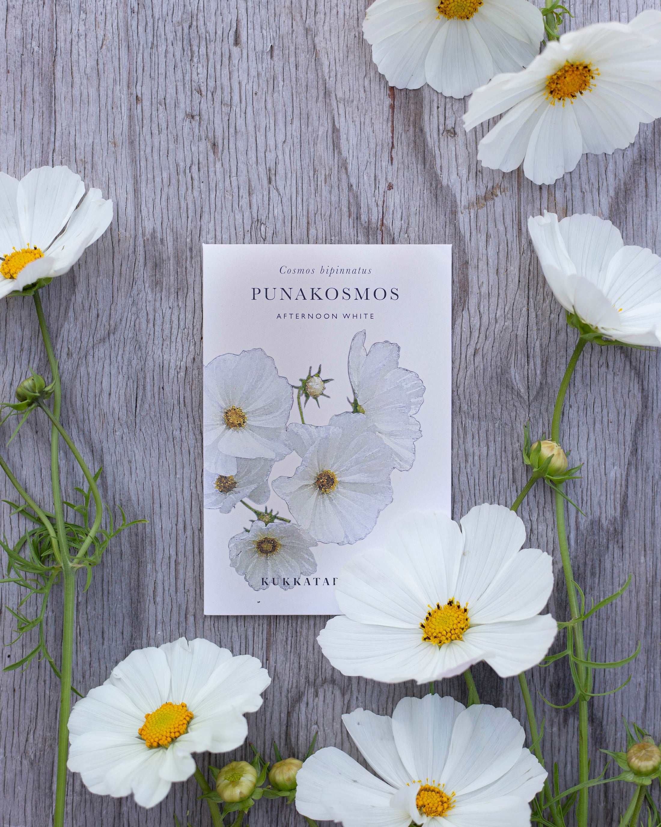 Punakosmos Afternoon White – kukkatarhurit