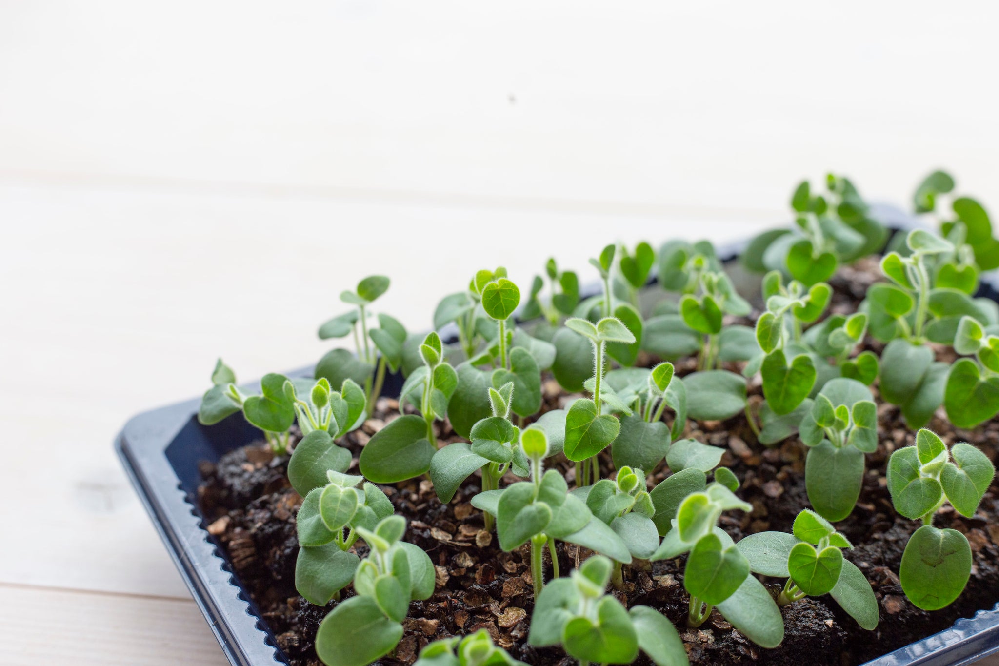 Soil Blocker Micro 20 – Pienet multakuutiot siementen kylvöön ...